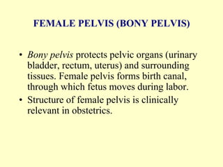 Birth canal obstetric birth canal ppt and it’s | PPT
