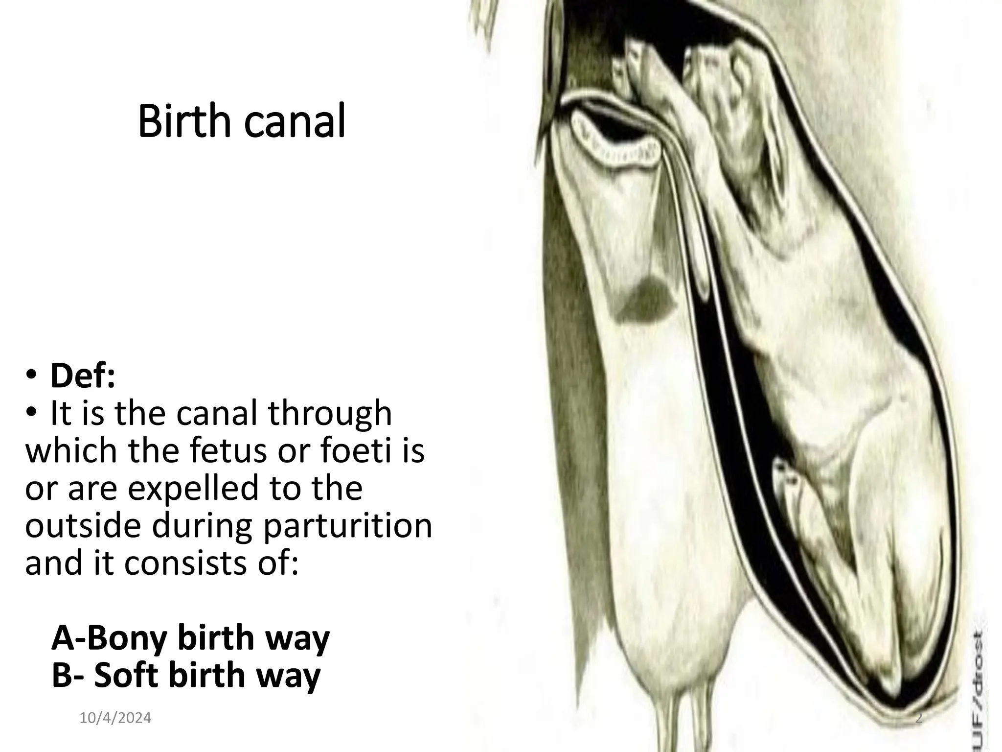 Presentation about Birth canal animals .pdf
