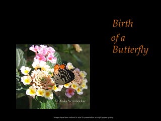 Birth Of A Butterfly | PPT