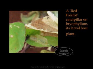 Birth Of A Butterfly | PPT