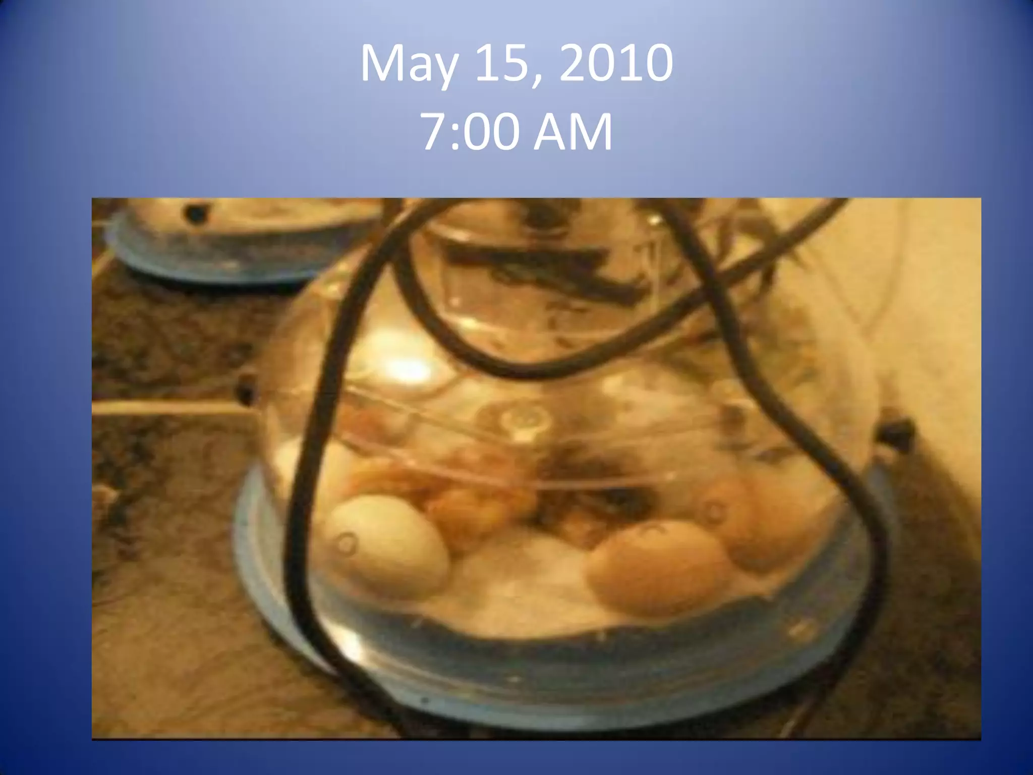 Birth of chicks | PDF