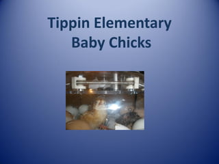 Birth of chicks | PDF | Birds | Pets