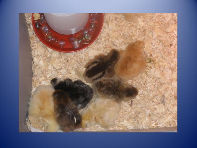 Birth of chicks | PDF