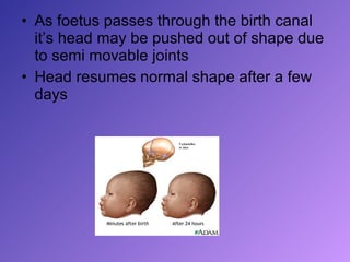 Birth (parturition) | PPT
