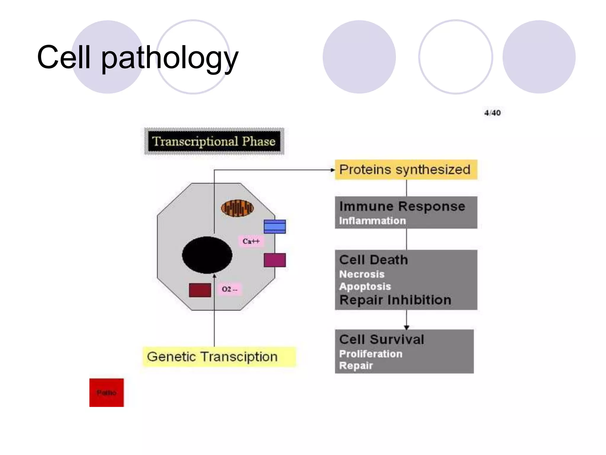 Birth Trauma. Asphyxia.ppt