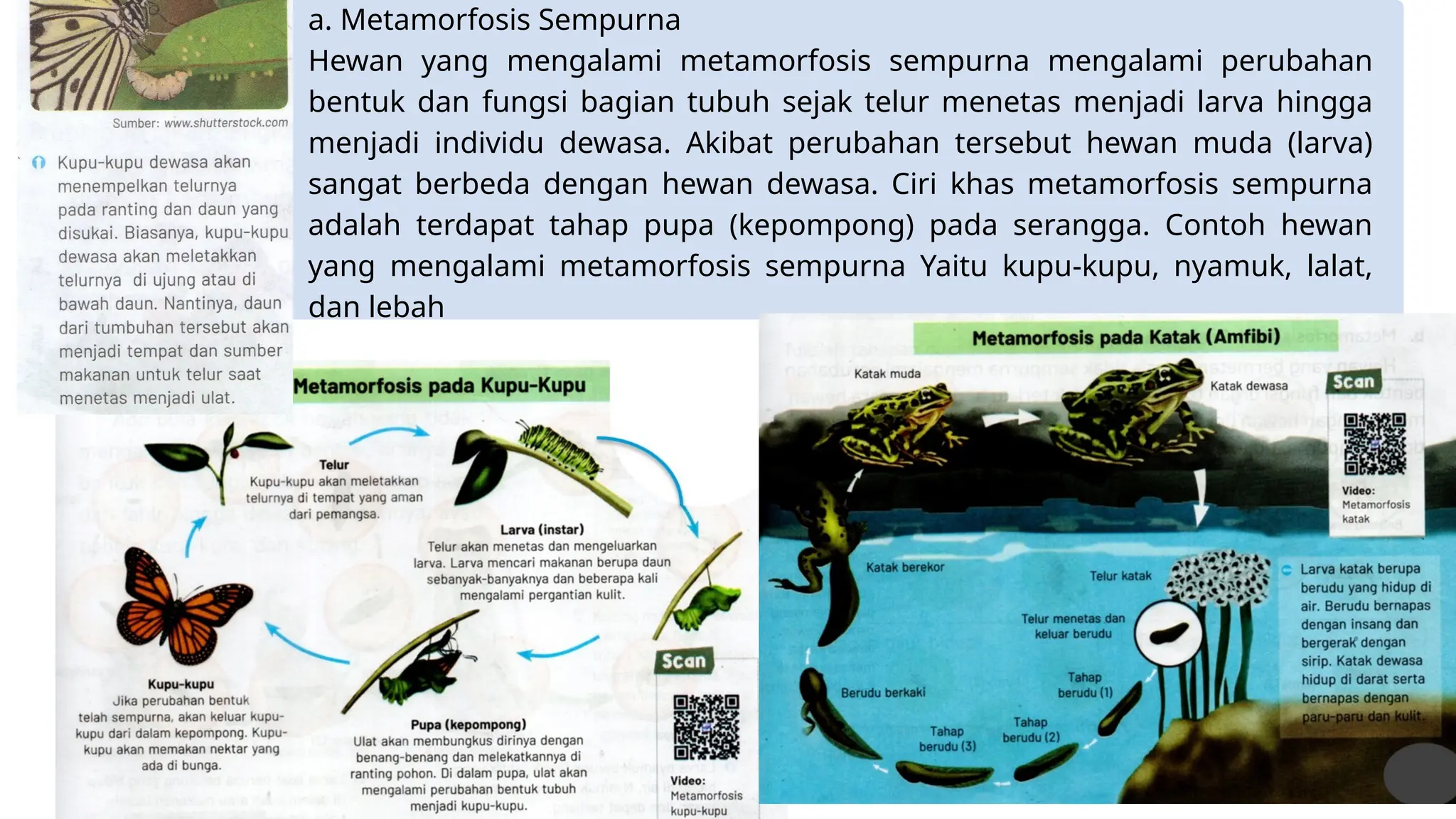 Ayo, mengenal siklus pada makhluk hidup.pptx