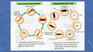 Ayo, mengenal siklus pada makhluk hidup.pptx