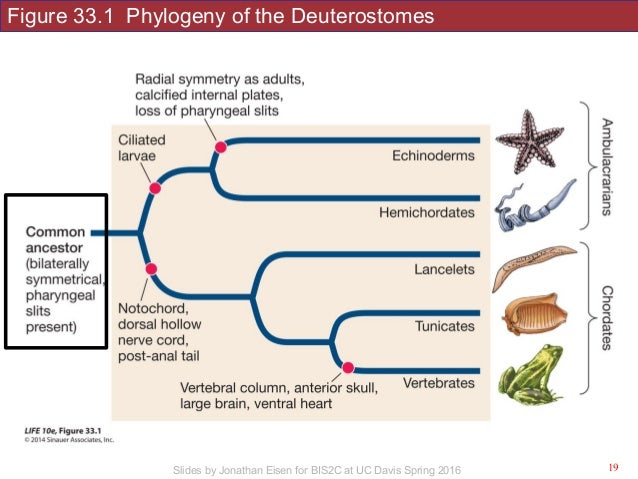 BIS2C: Lecture 32 - Deuterosomes II: Chordates
