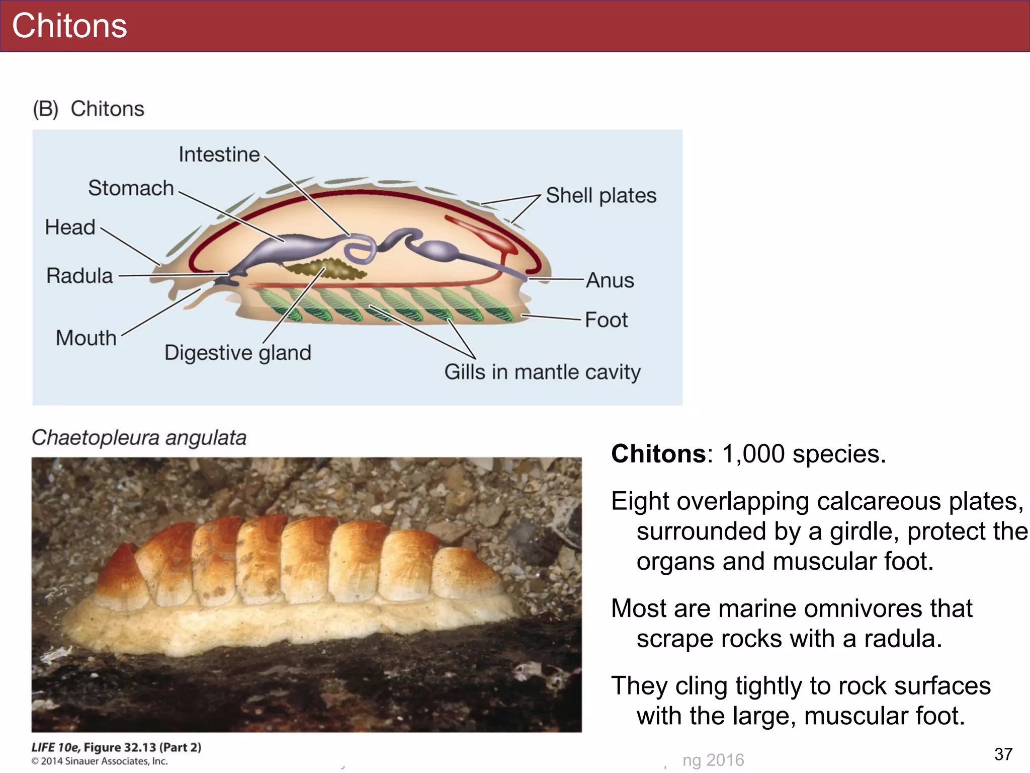 BIS2C: Lecture 28: Lophotrochozoans | PDF