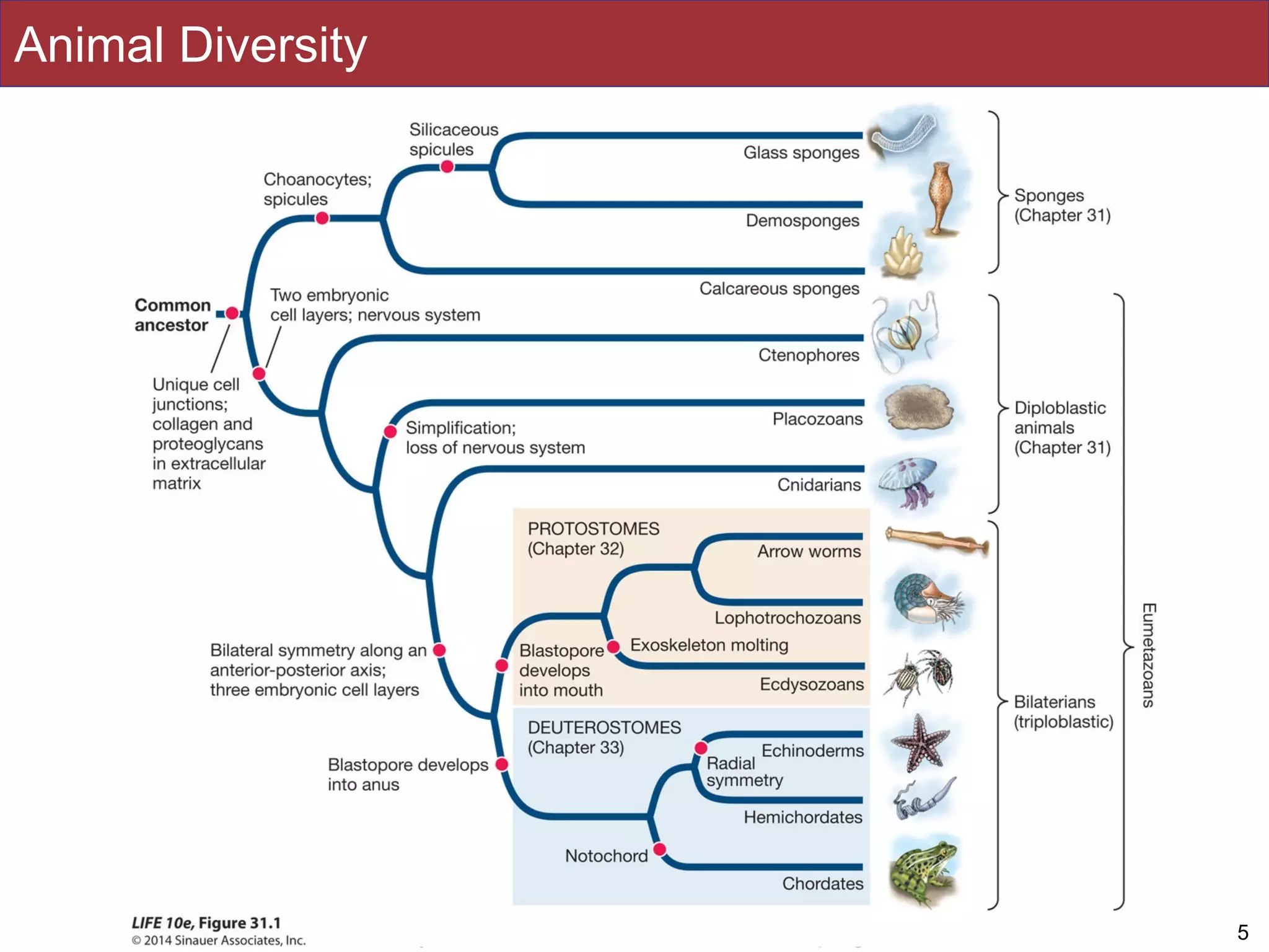 BIS2C: Lecture 28: Lophotrochozoans | PDF