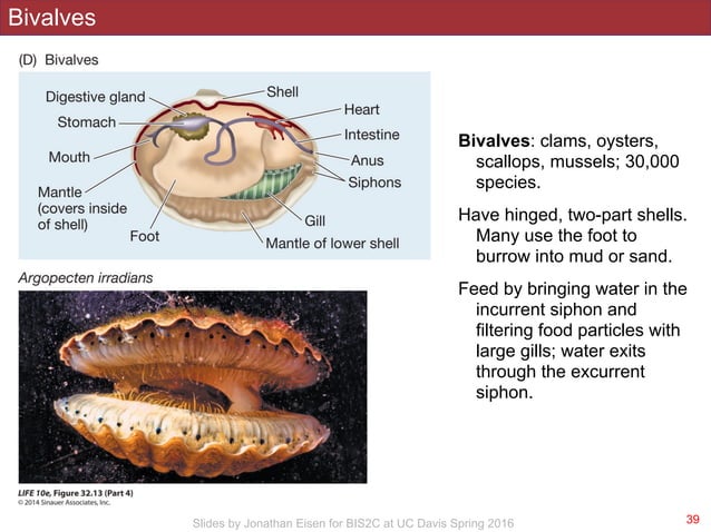 BIS2C: Lecture 28: Lophotrochozoans | PDF