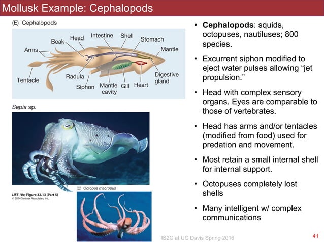 BIS2C: Lecture 28: Lophotrochozoans | PDF