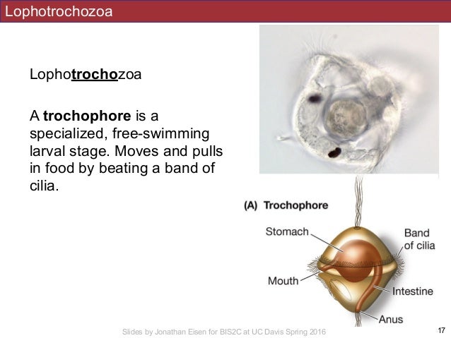 BIS2C: Lecture 28: Lophotrochozoans