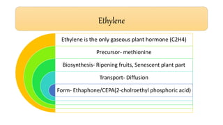 plant hormone | PPT