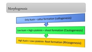 plant hormone | PPTX