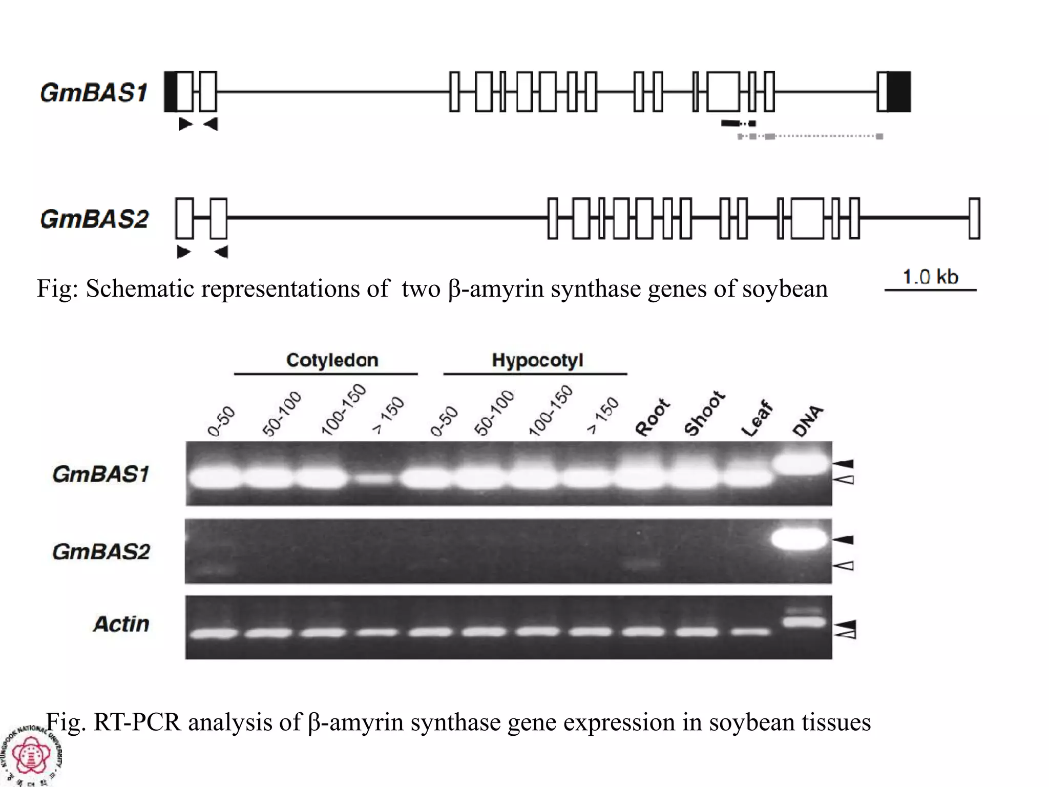 RNA interference gene expression in Soybean | PPT