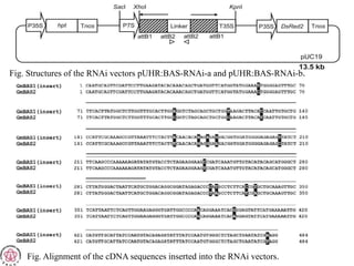 RNA interference gene expression in Soybean | PPT