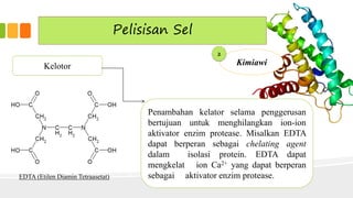 ISOLASI PROTEIN DAN WESTERN BLOTING | PPTX