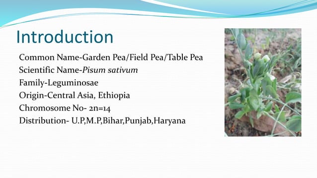 Garden pea-Bismoy Mohanty | PPT