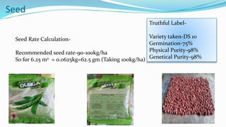 Garden pea-Bismoy Mohanty | PPT