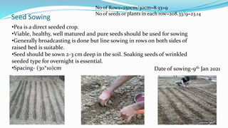 Garden pea-Bismoy Mohanty | PPT