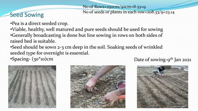 Garden pea-Bismoy Mohanty | PPT