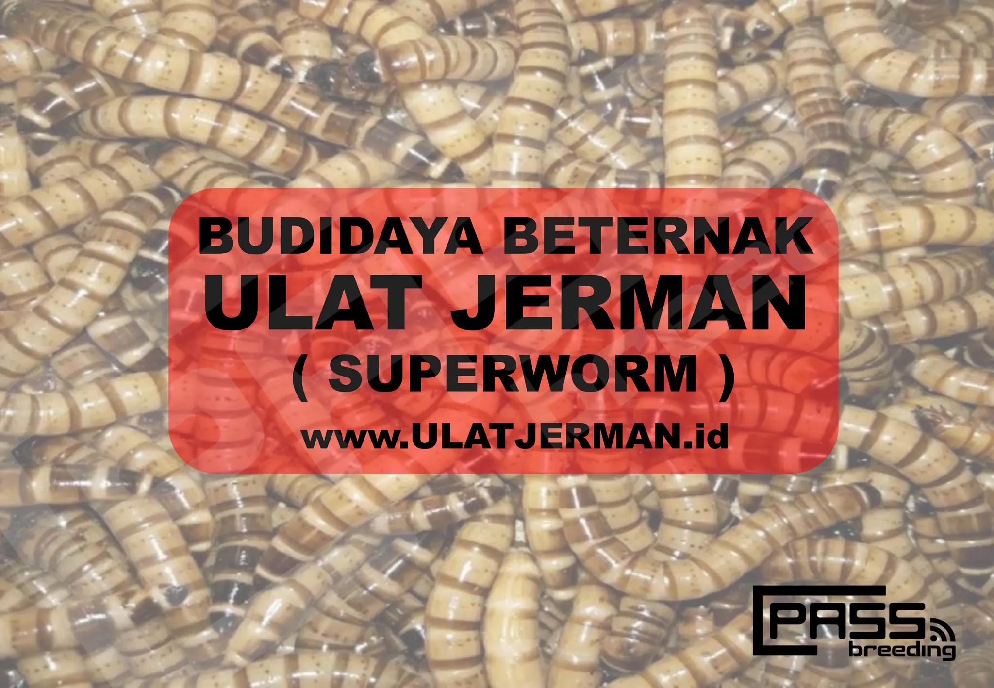 Cara Mudah Usaha Pengembangan Ulat Jerman | PDF