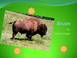 Bison | PPTX