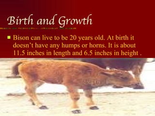 Bison by Colby | PPT