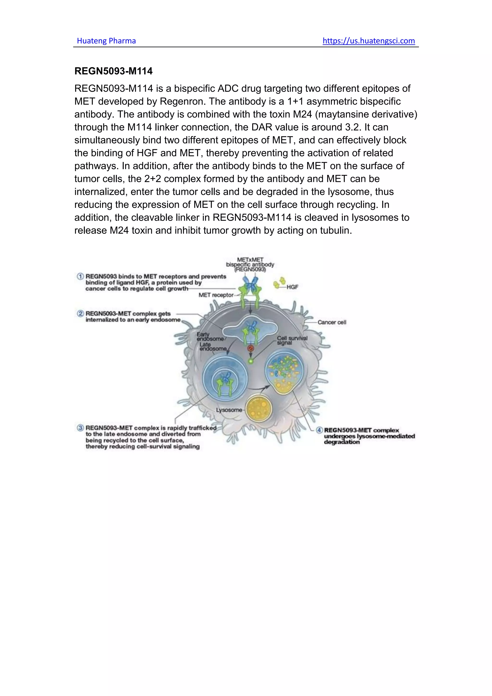 Bispecific Antibody-drug Conjugate Drugs In Clinical or Preclinical.pdf