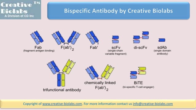 Bispecific antibody by creative biolabs | PPTX | Biotech and Biomedical Industry | Industries
