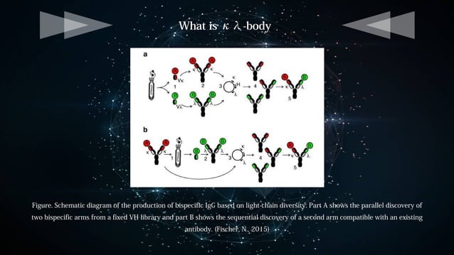 Bispecific antibody generation | PPT