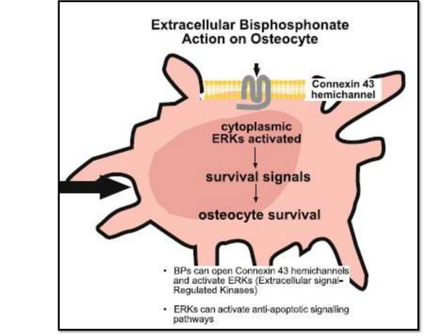 Bisphosphonates | PPT