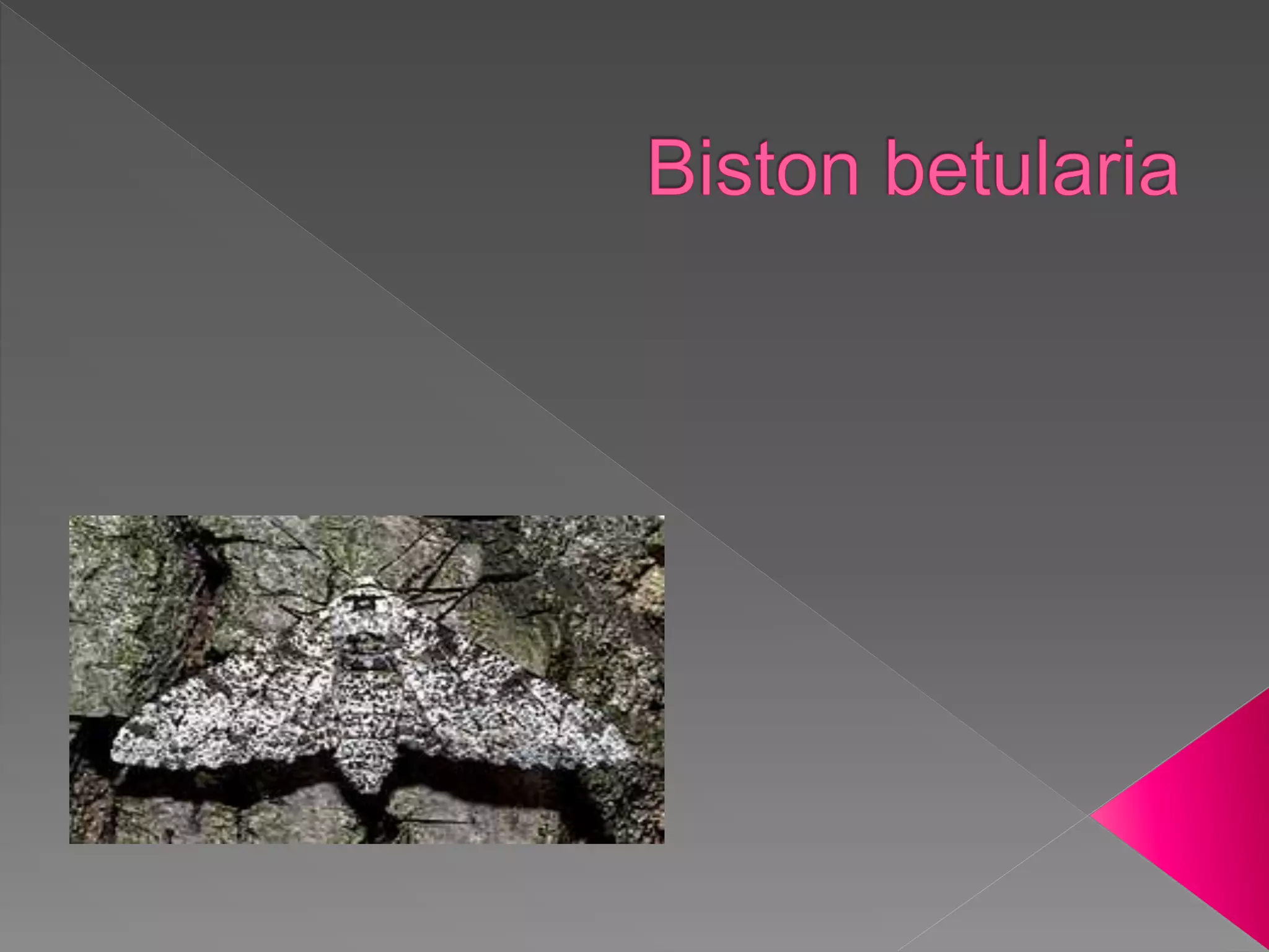Biston betularia | PPTX