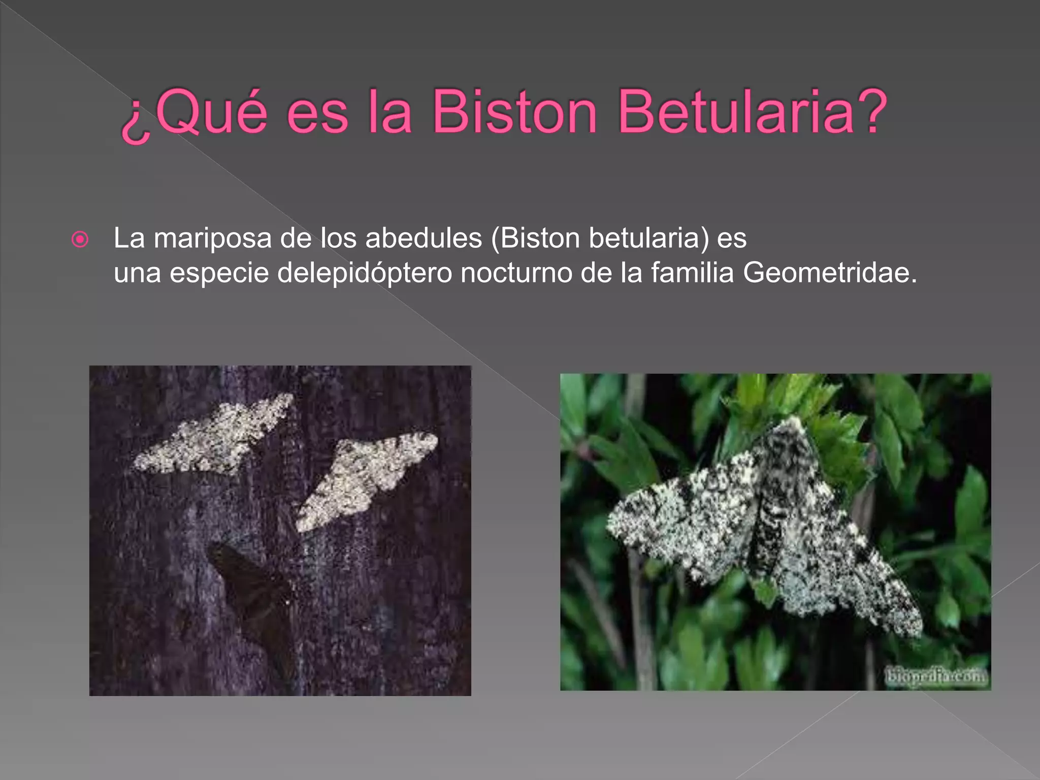 Biston betularia | PPTX