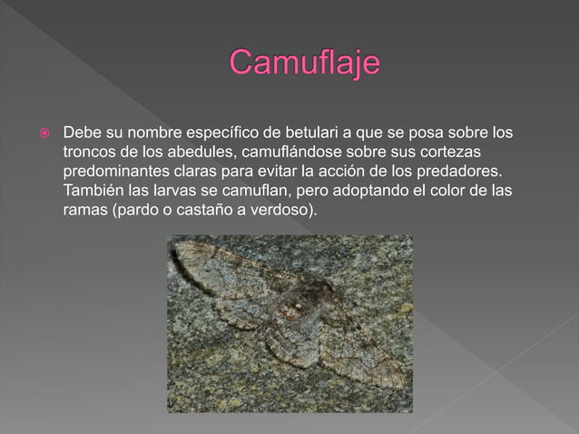 Biston betularia | PPT