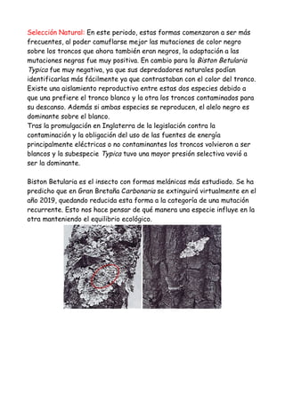 Biston betularia por Rocio | PDF