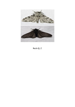 Biston betularia por Rocio | PDF