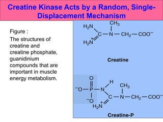 Bisubstrate reactions enzyme kinetics | PPTX