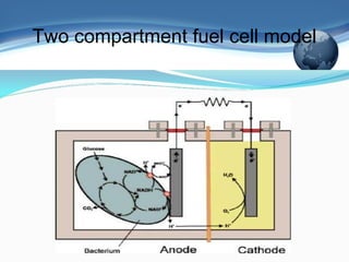 microbial fuel cell | PPT