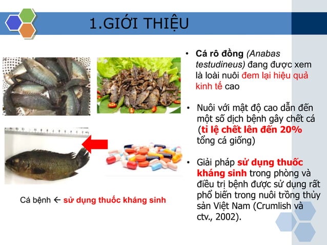 REPORT ON FISH PATHOGEN | PPT
