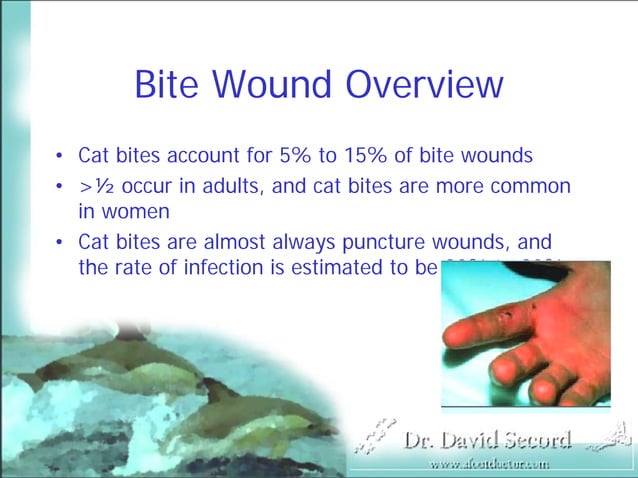 Bite Wound Lecture | PDF