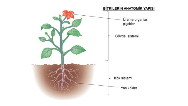 Bitkilerin sınıflandırılması hakkında temel bilgiler. | PPT