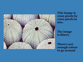 Bitmap and Vector Images: Make Sure You Know the Differences | PDF