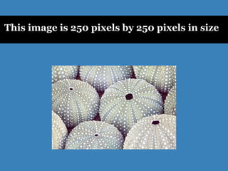 Bitmap and Vector Images: Make Sure You Know the Differences | PDF