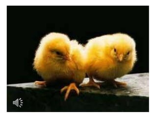 Bits animals | PPTX