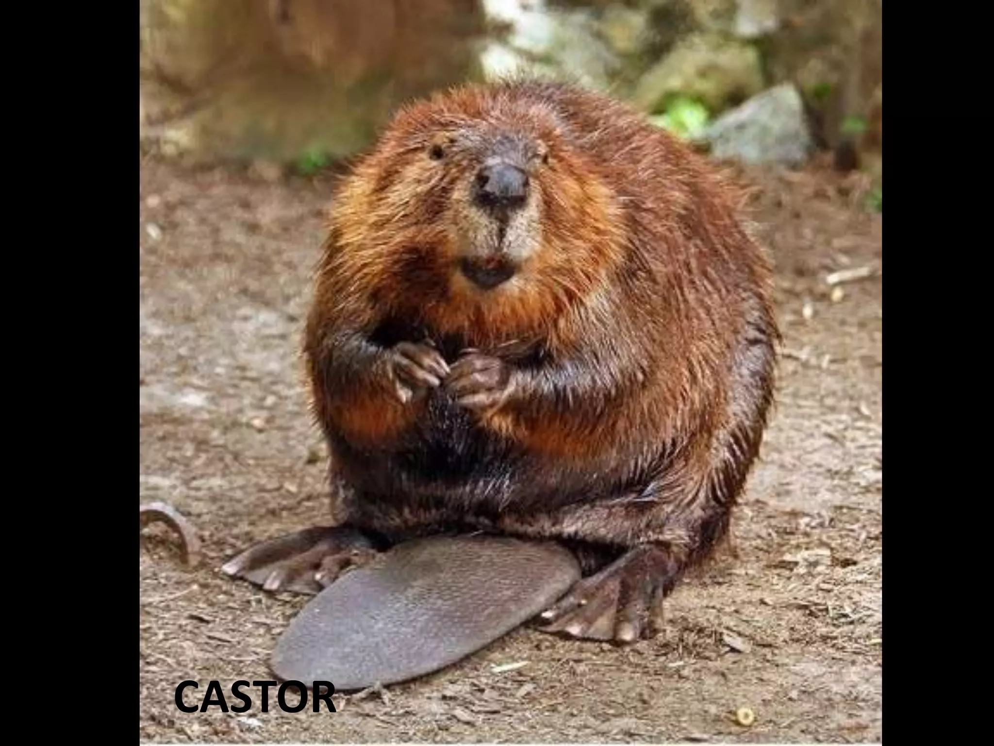 Bits animals del bosc | PPTX