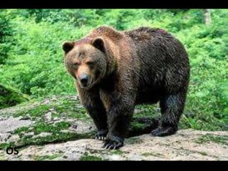 Bits animals del bosc | PPTX