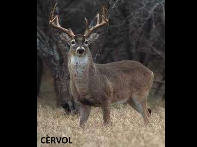 Bits animals del bosc | PPTX