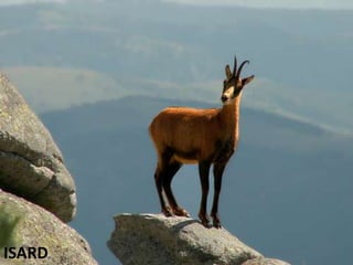 Bits animals del bosc | PPTX